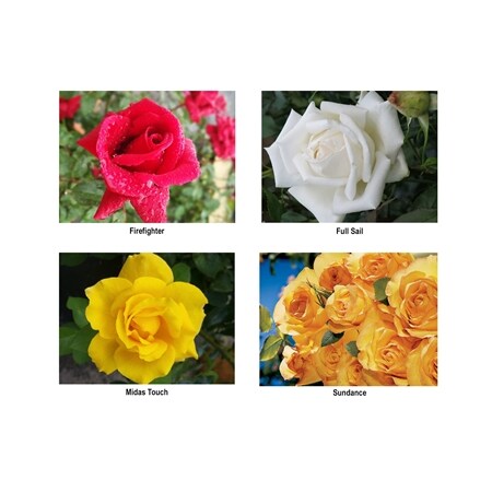 TVSN - Swanes Roses Classy Classics 4 Pack + Fertiliser