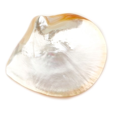 TVSN - Matahina 15-16cm Australian White & Gold Large Pinctada Maxima Shell